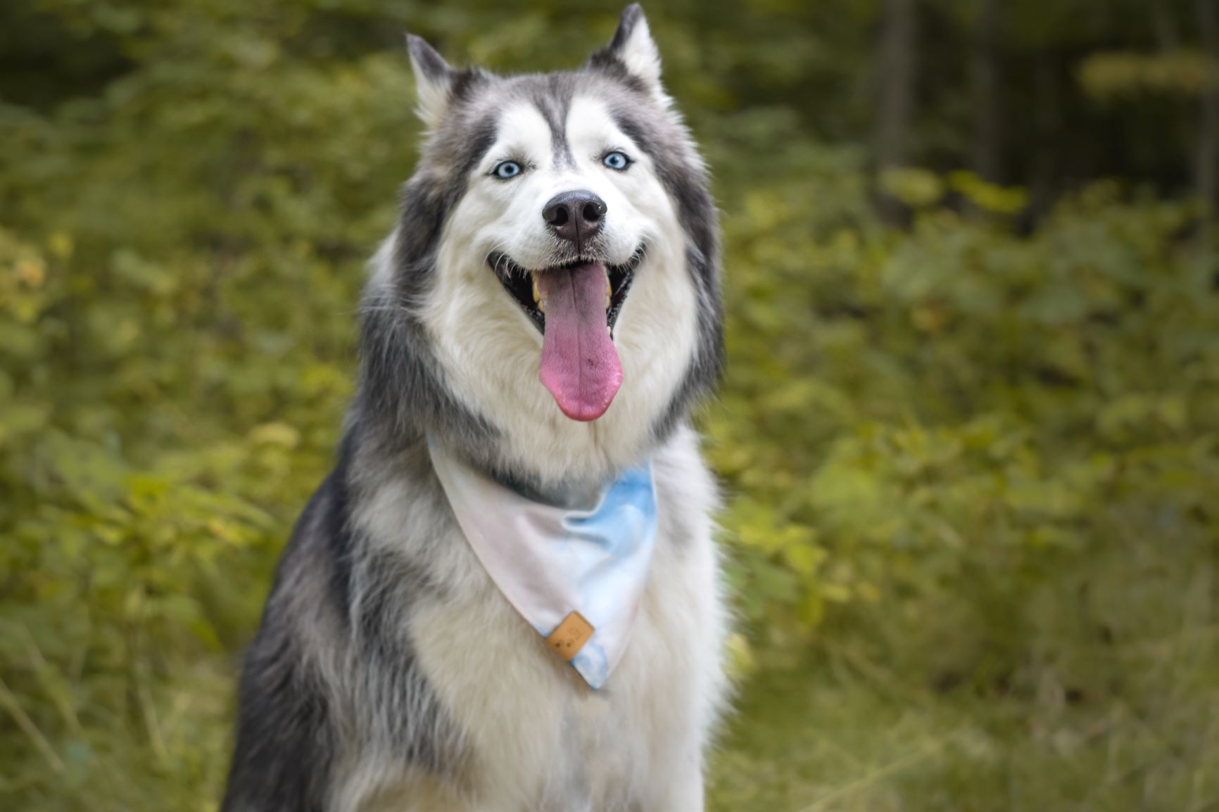 Primrose – Wandering Paw Boutique